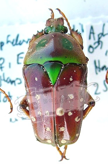 Aphelorhina tibialis, Ethiopia © B.Harink - Ben's Beetle Breeding Pages