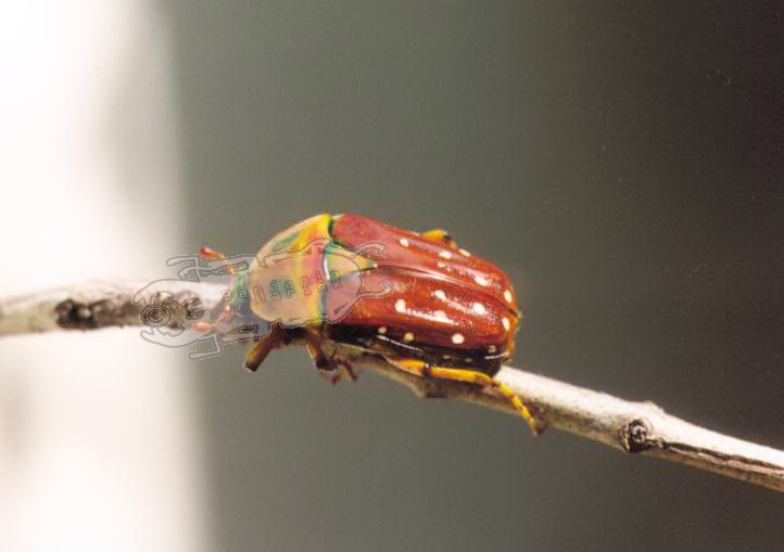 Aphelorhina tibialis, Ethiopia © B.Harink - Ben's Beetle Breeding Pages