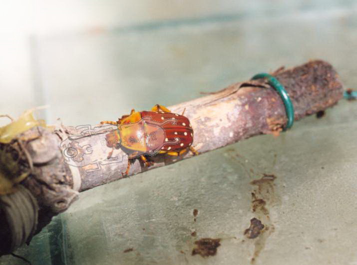 Aphelorhina tibialis, rufino, Ethiopia © B.Harink - Ben's Beetle ...