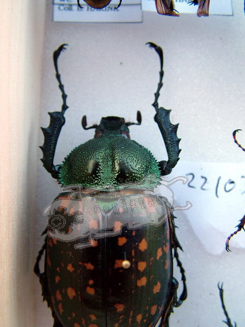 Cheirotonus macleayi macleayi - Ben's Beetle Breeding Pages