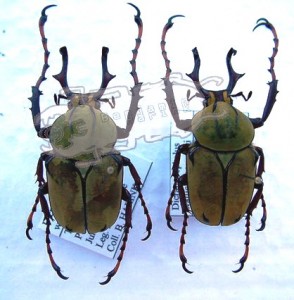 Dicronocephalus wallichi bowringi - Ben's Beetle Breeding Pages