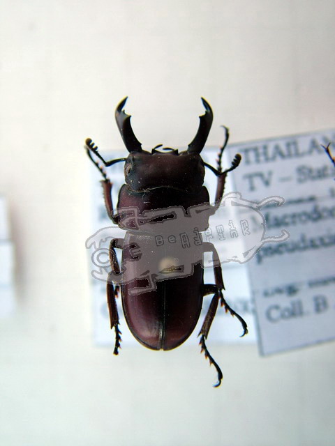 Dorcus elegantulus rufus - Ben's Beetle Breeding Pages