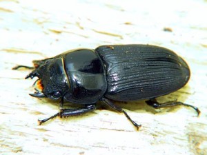 Dorcus hyperion hyperion - Ben's Beetle Breeding Pages