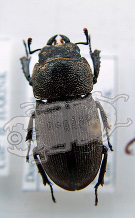 Dorcus brevis - Ben's Beetle Breeding Pages