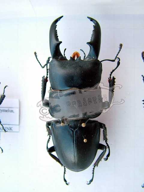 Dorcus titanus platymelus - Ben's Beetle Breeding Pages