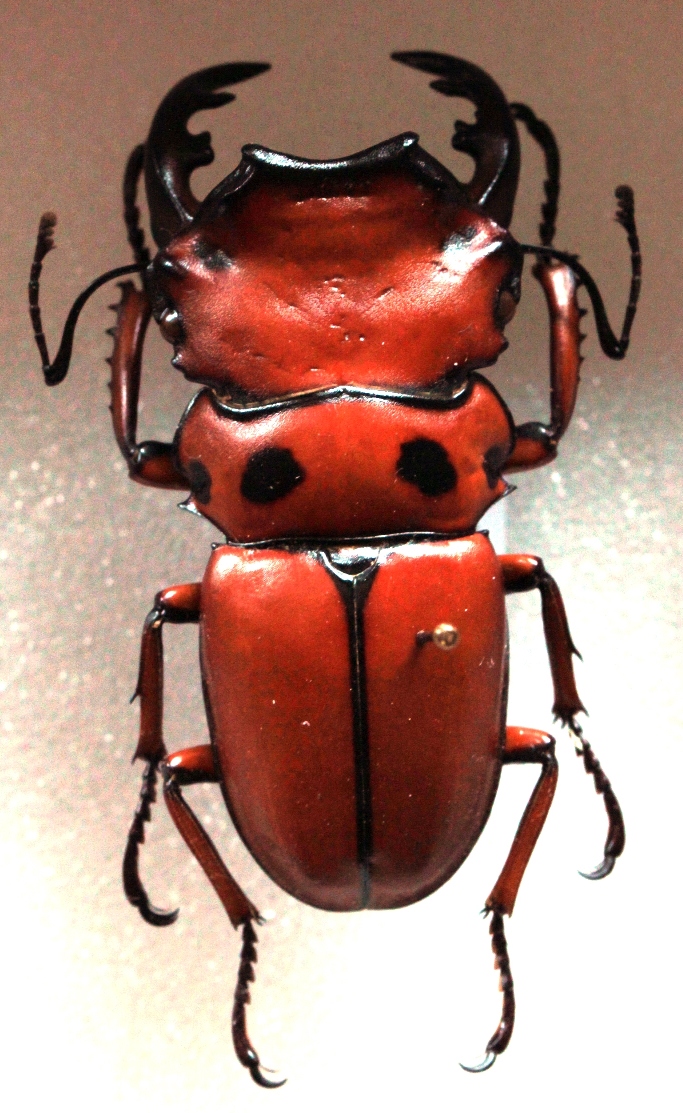 Homoderus mellyi - Ben's Beetle Breeding Pages