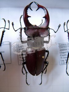 Lucanus elaphus - Ben's Beetle Breeding Pages