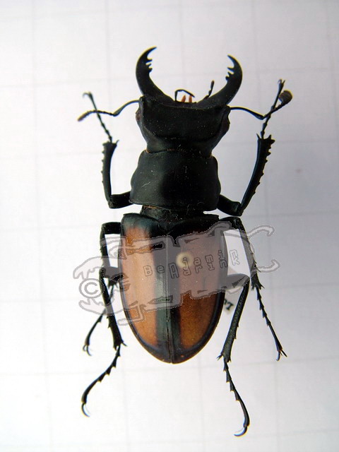 Lucanus parryi - Ben's Beetle Breeding Pages