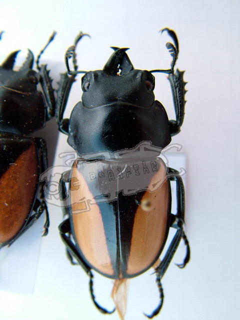 Neolucanus parryi - Ben's Beetle Breeding Pages