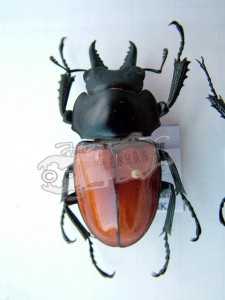 Neolucanus swinhoei - Ben's Beetle Breeding Pages