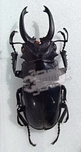 Odontolabis siva siva - Ben's Beetle Breeding Pages