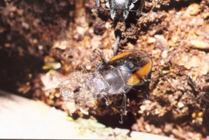 Odontolabis gazella gazella - Ben's Beetle Breeding Pages