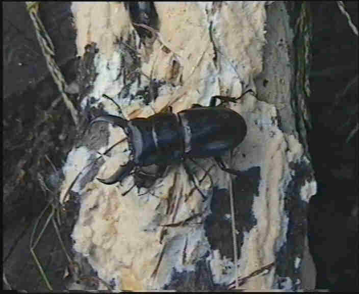 Dorcus titanus titanus - Ben's Beetle Breeding Pages
