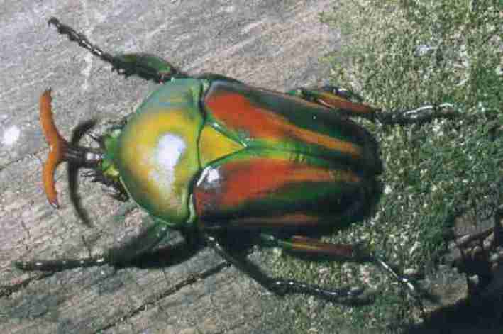 Eudicella gralli alaeri - Ben's Beetle Breeding Pages