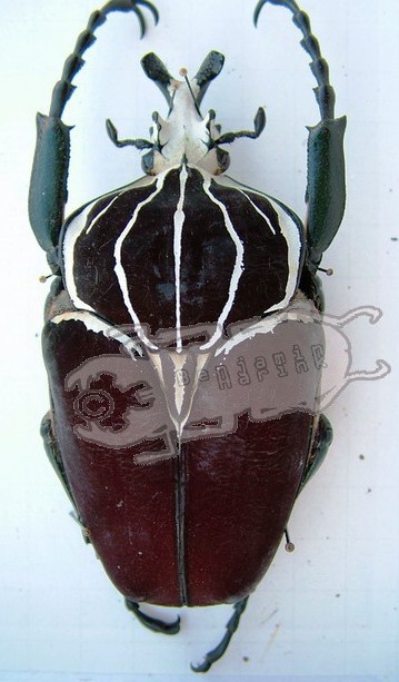 Goliathus goliatus - Ben's Beetle Breeding Pages