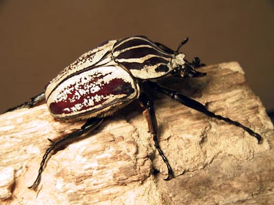 Goliathus goliatus - Ben's Beetle Breeding Pages
