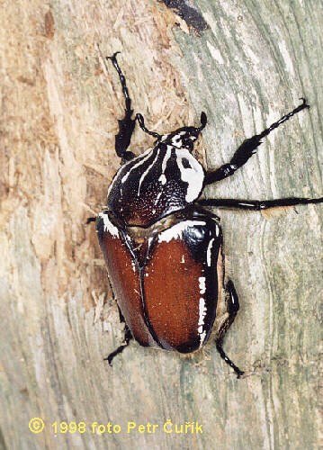 Goliathus goliatus goliatus female © P. Curik - Ben's Beetle Breeding Pages