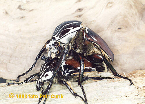 Goliathus goliatus - Ben's Beetle Breeding Pages