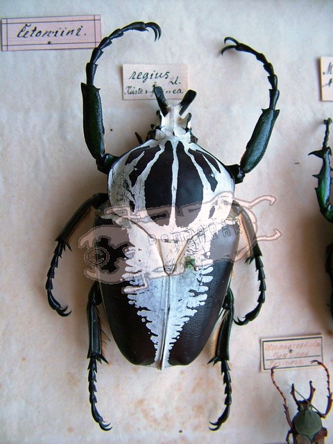 Goliathus regius - Ben's Beetle Breeding Pages