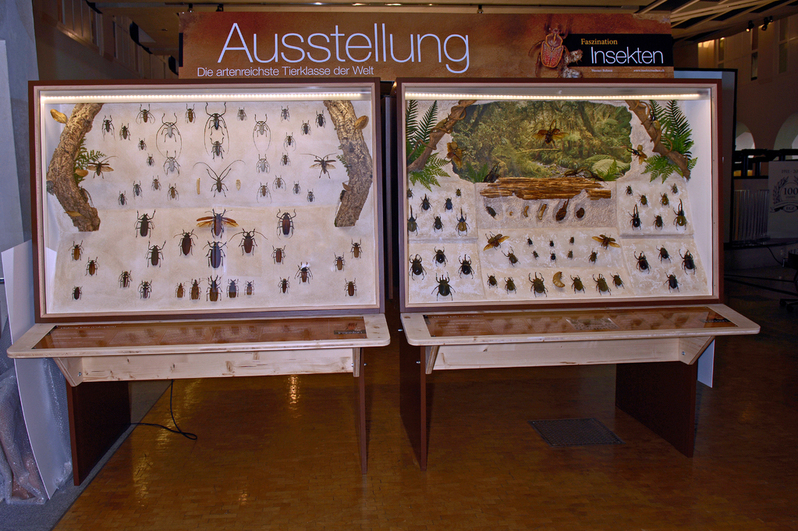 Insect worlds - an extraodinary exhibition of beetles - Ben's Beetle ...