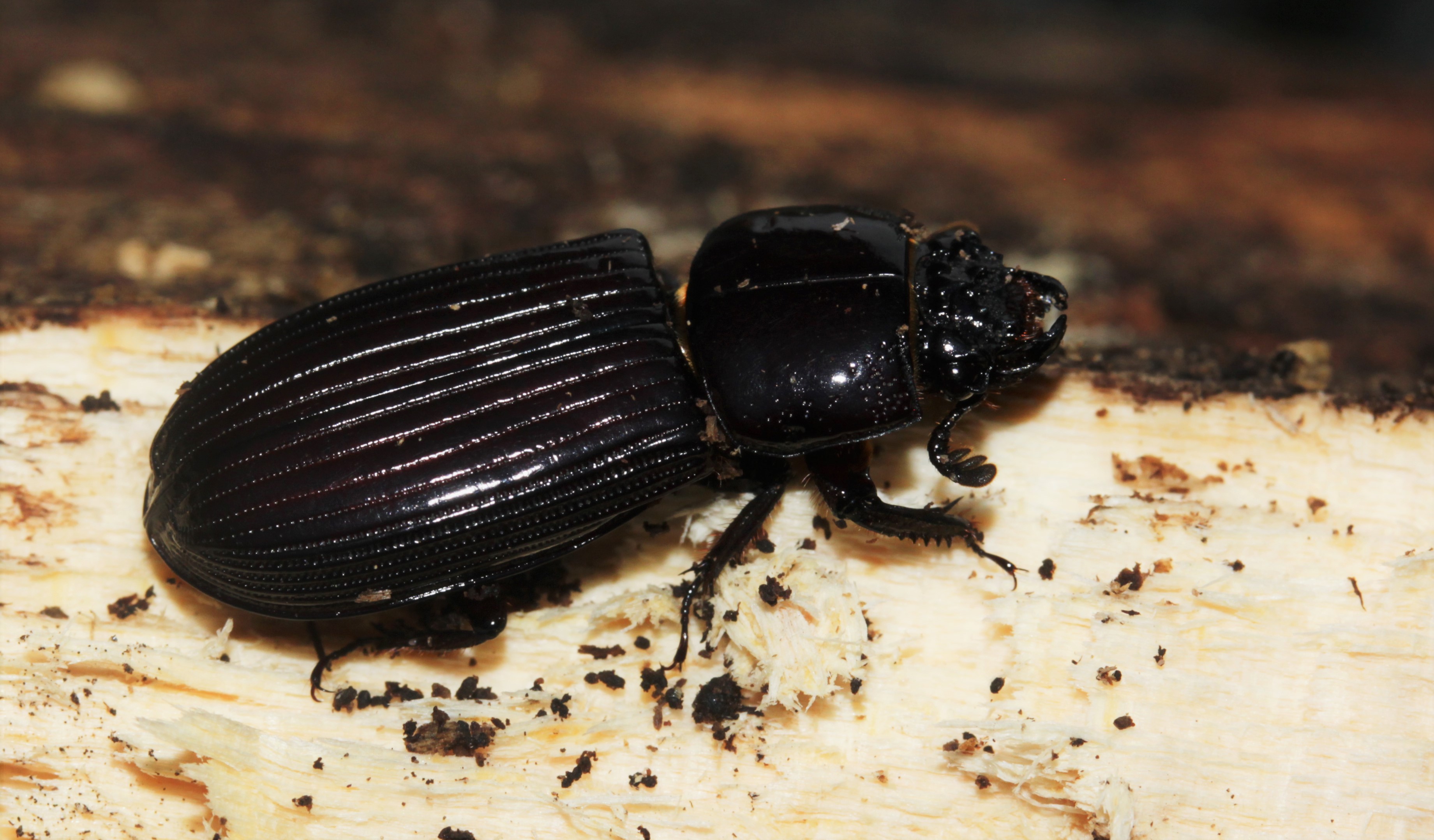 Passalidae from Gabon - Ben's Beetle Breeding Pages