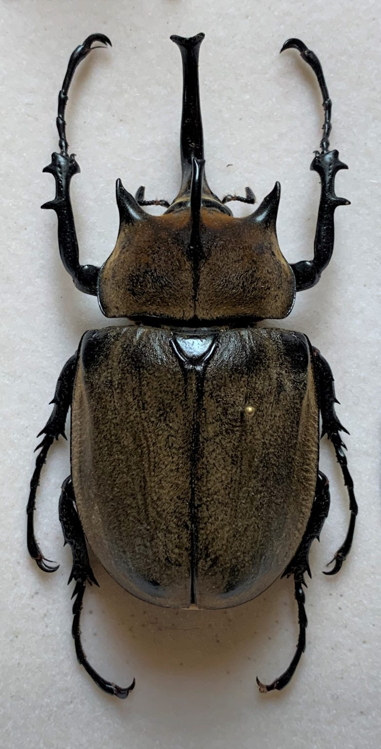 Megasoma typhon prandii - Ben's Beetle Breeding Pages