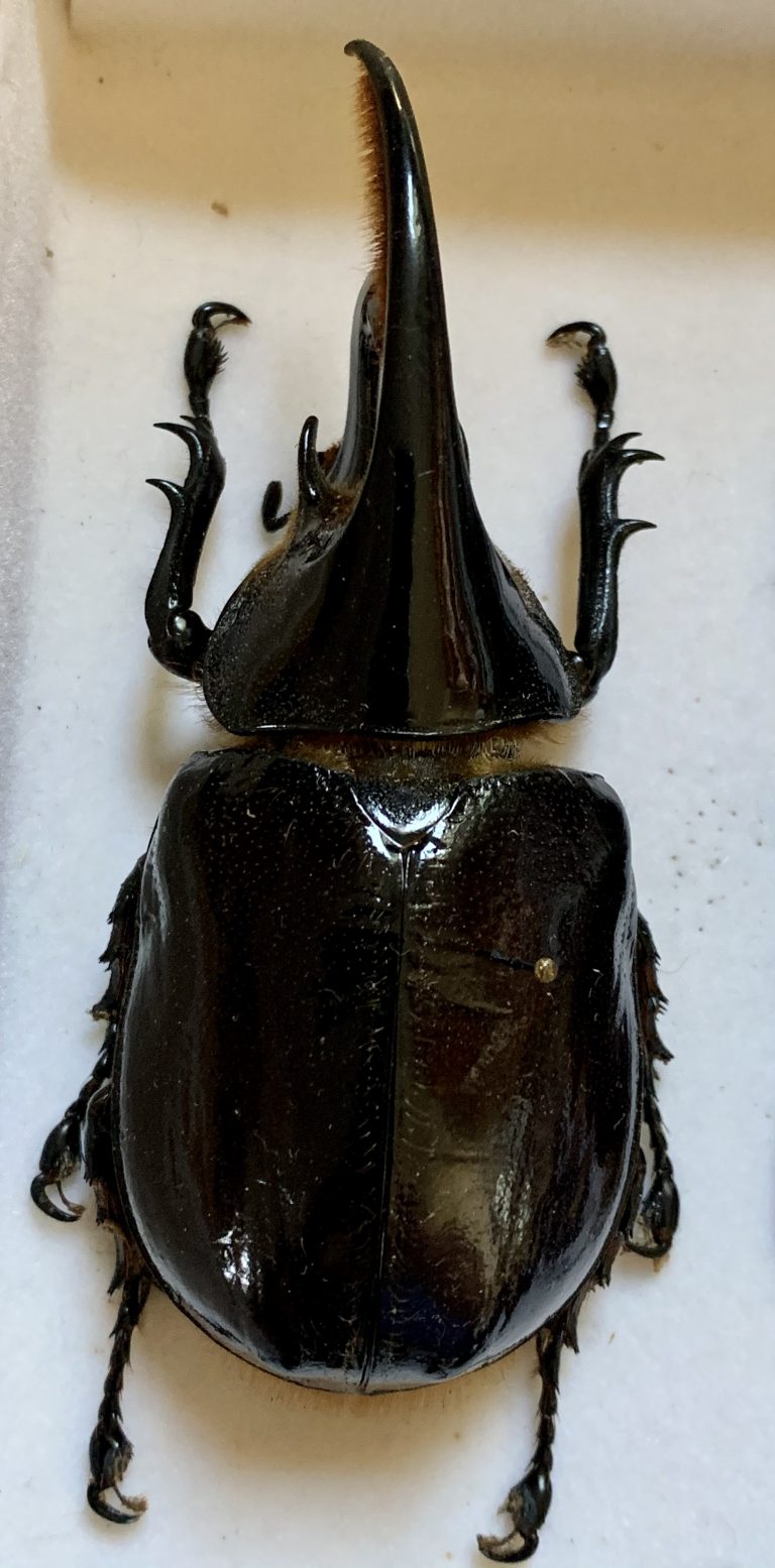 Dynastes neptunus neptunus - Ben's Beetle Breeding Pages