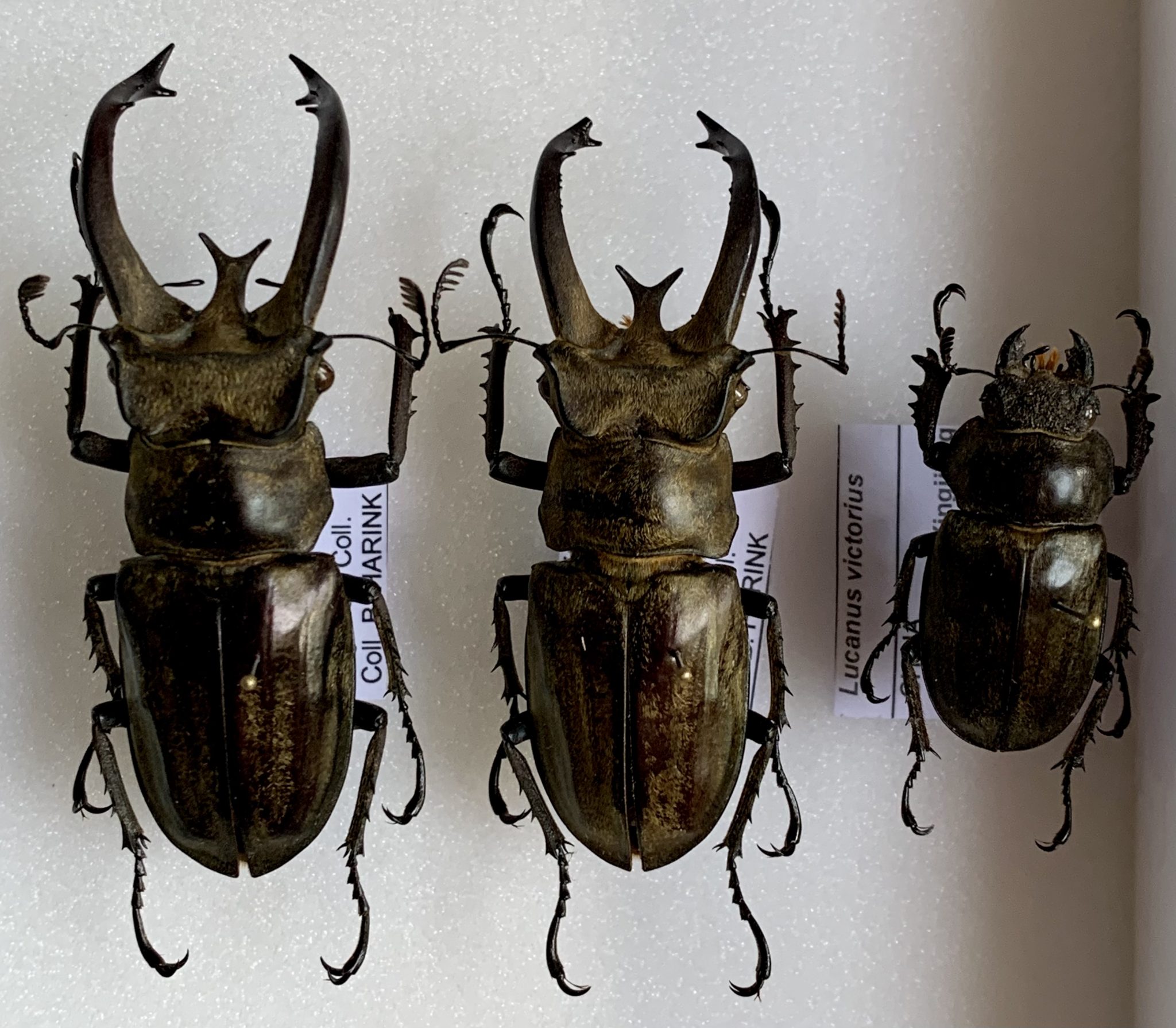 Lucanus victorius - Ben's Beetle Breeding Pages