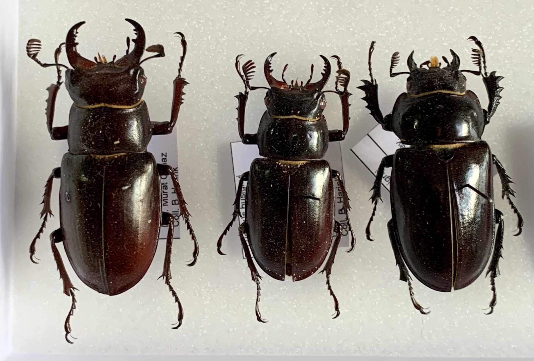 Lucanus busignyi - Ben's Beetle Breeding Pages