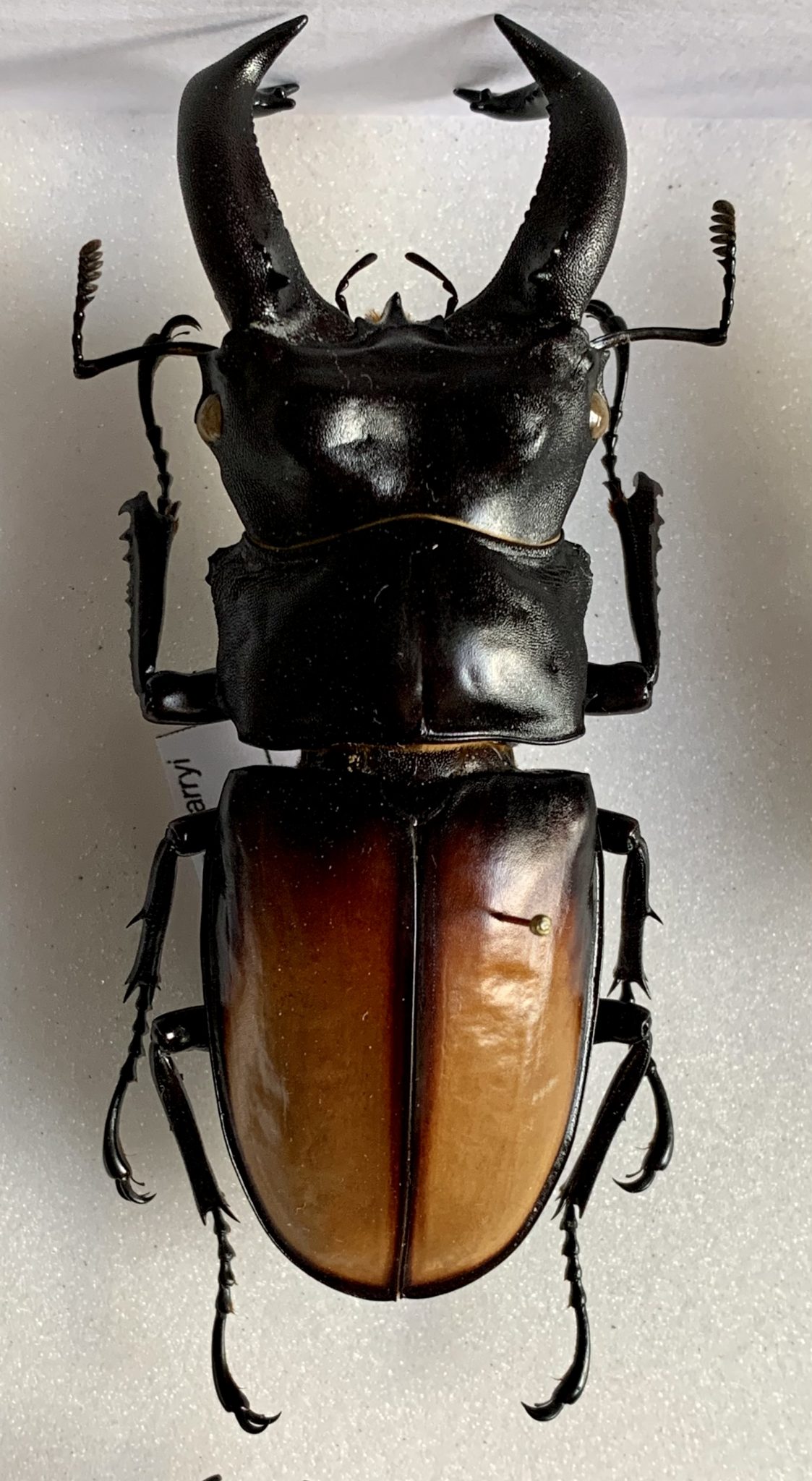 Hexarthrius parryi parryi - Ben's Beetle Breeding Pages