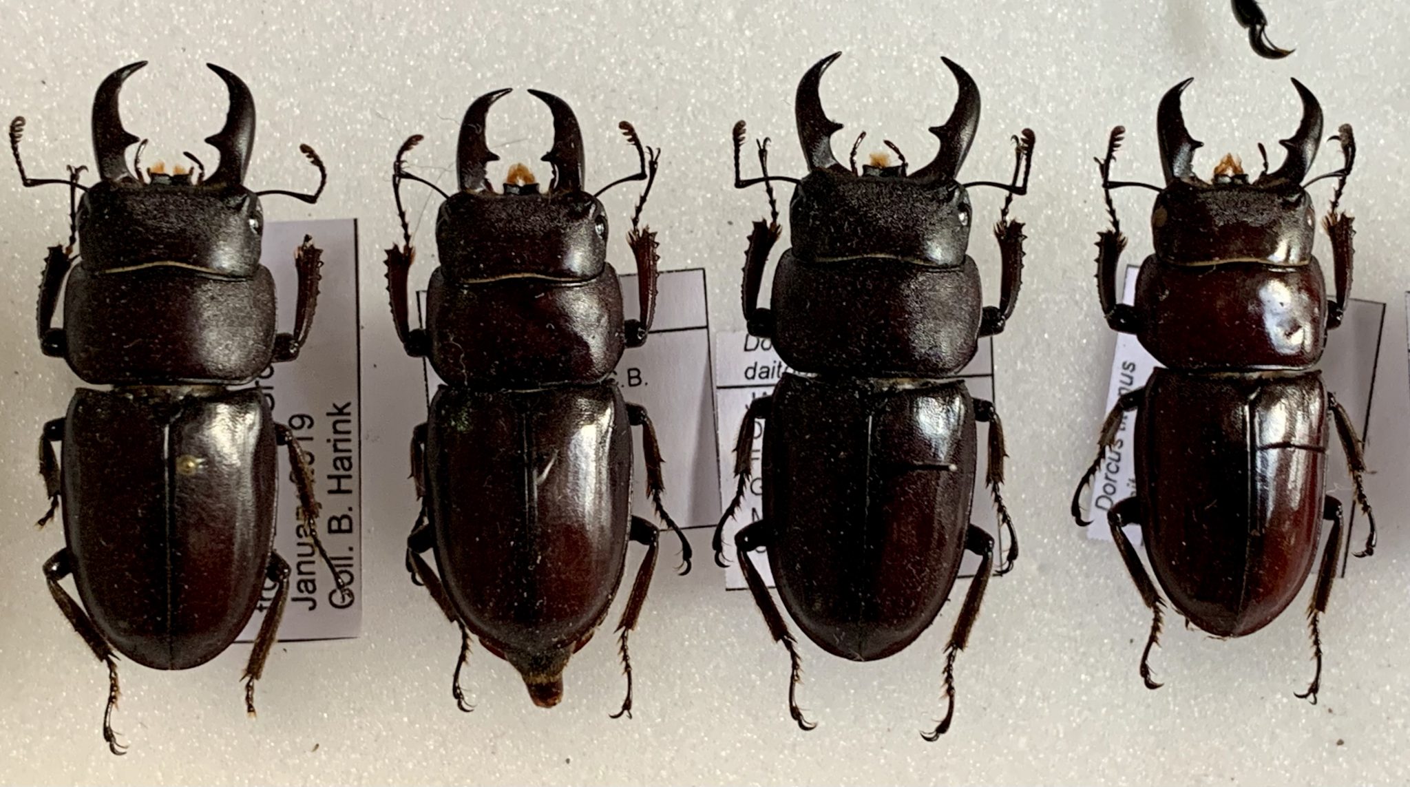 Dorcus titanus daitoensis - Ben's Beetle Breeding Pages