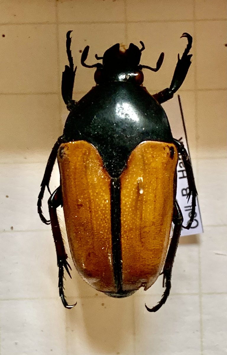 Lomaptera spec. - Ben's Beetle Breeding Pages