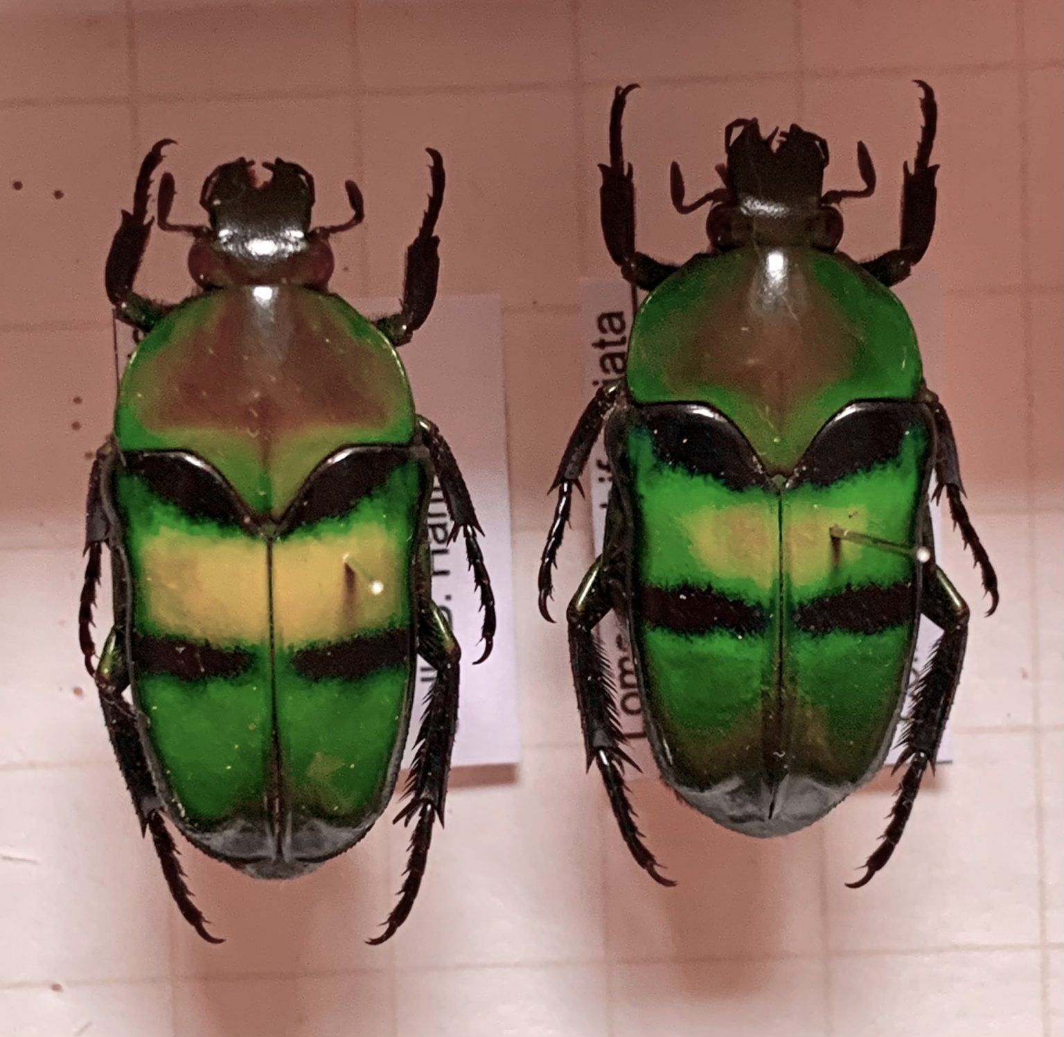 Lomaptera bifasciata - Ben's Beetle Breeding Pages