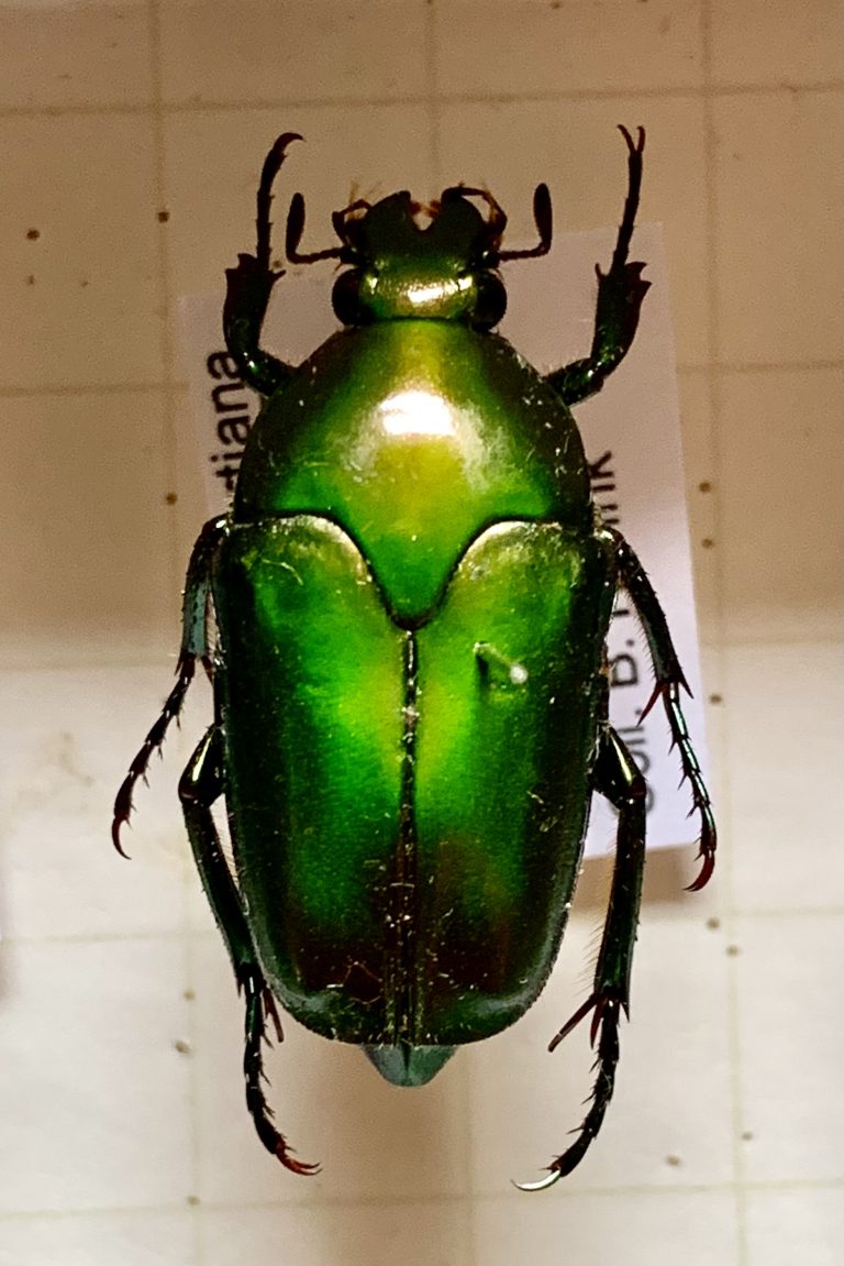 Lomaptera mortiana - Ben's Beetle Breeding Pages