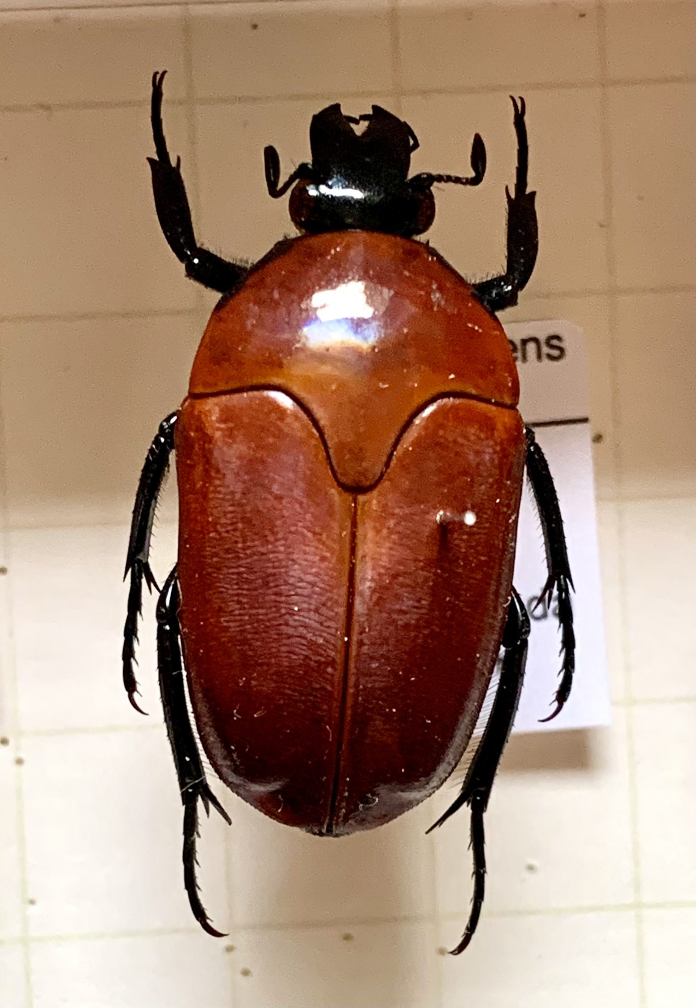 Lomaptera rubens - Ben's Beetle Breeding Pages