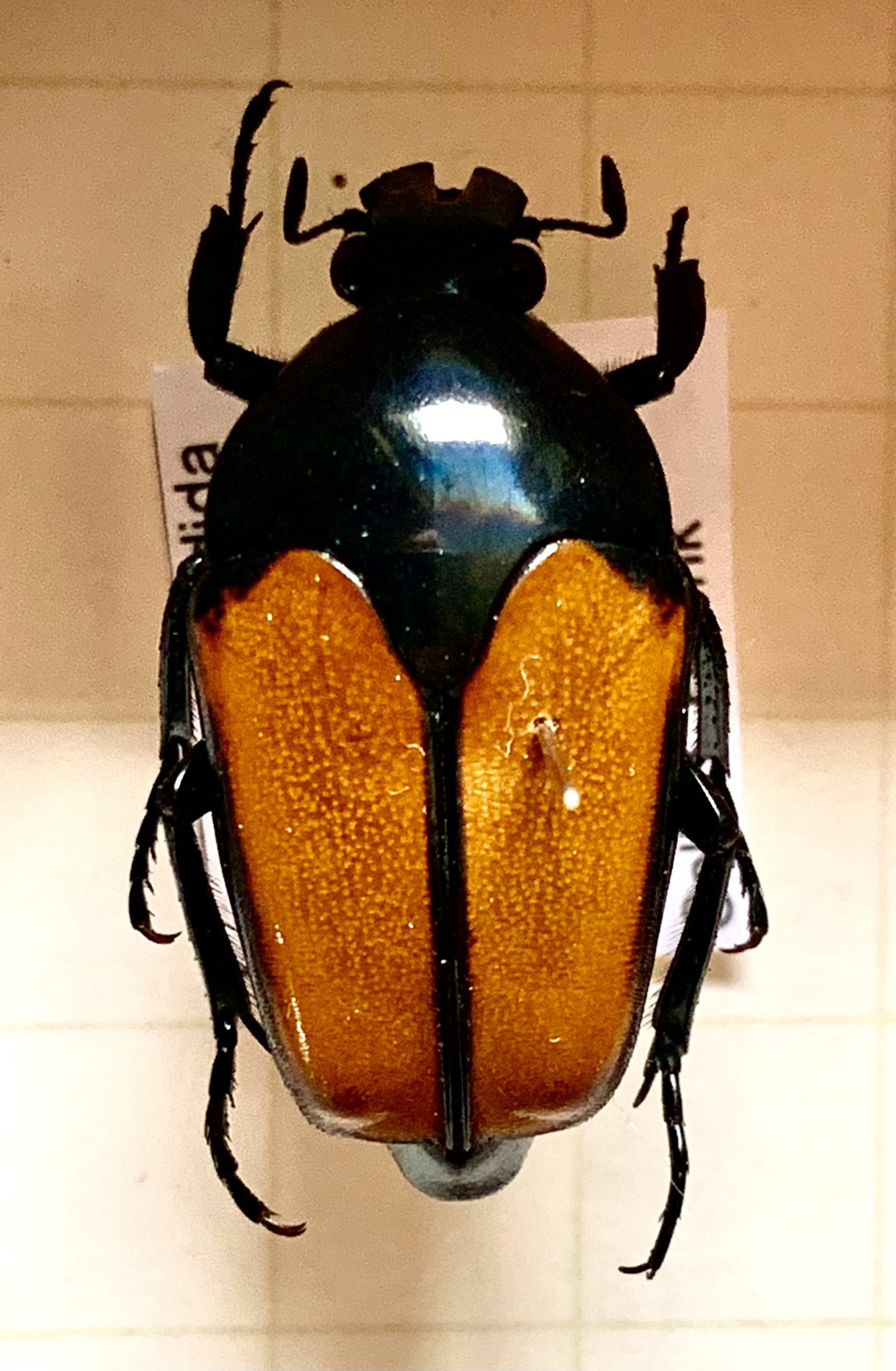 Lomaptera sordida - Ben's Beetle Breeding Pages