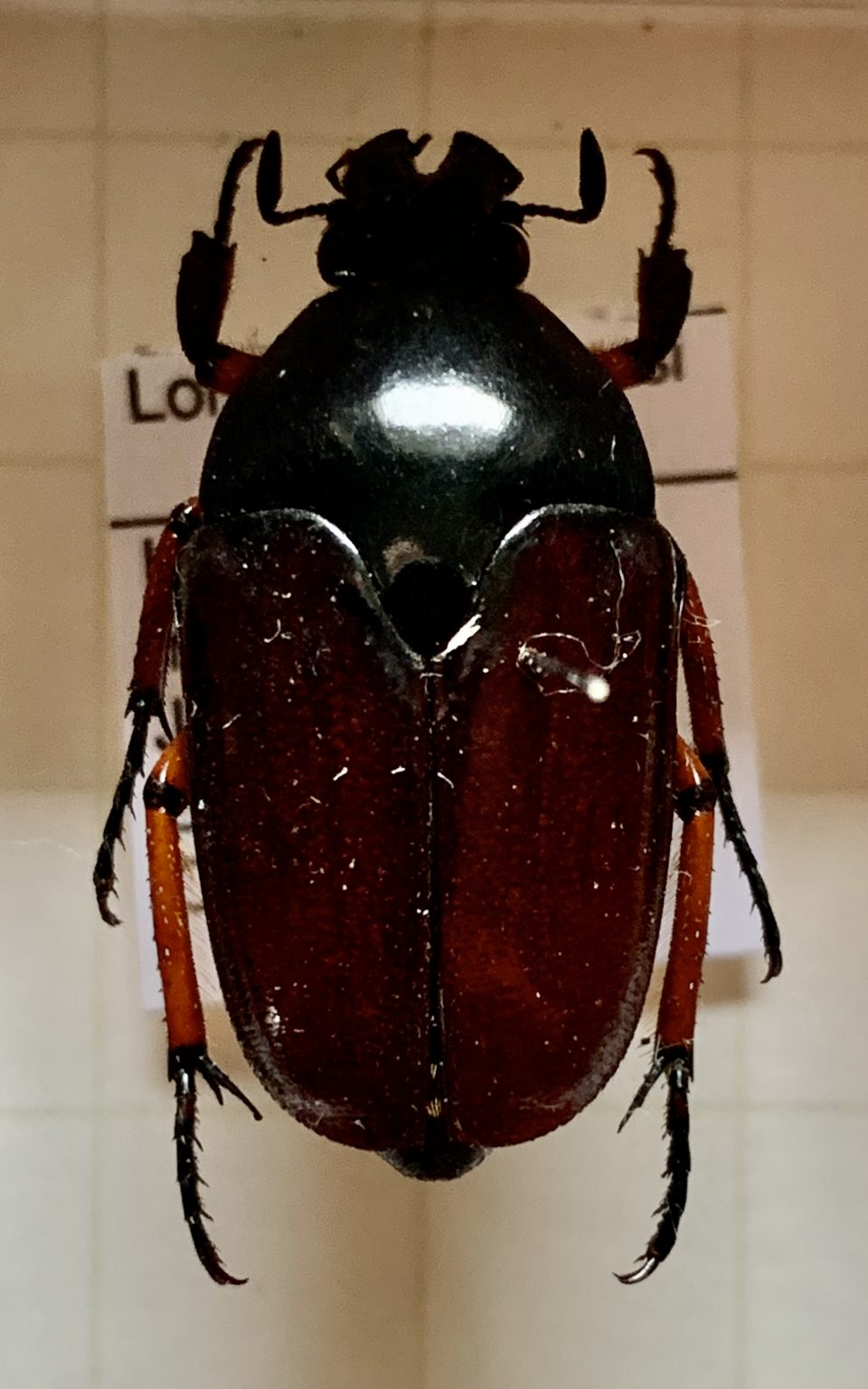 Lomaptera albersi - Ben's Beetle Breeding Pages