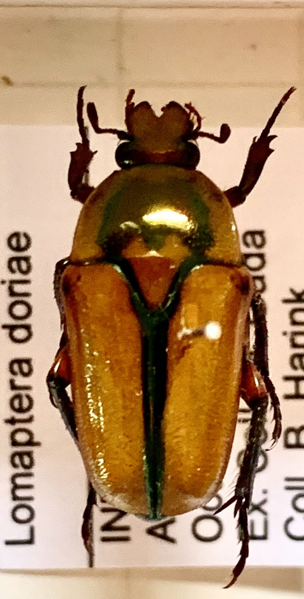 Lomaptera doriae - Ben's Beetle Breeding Pages