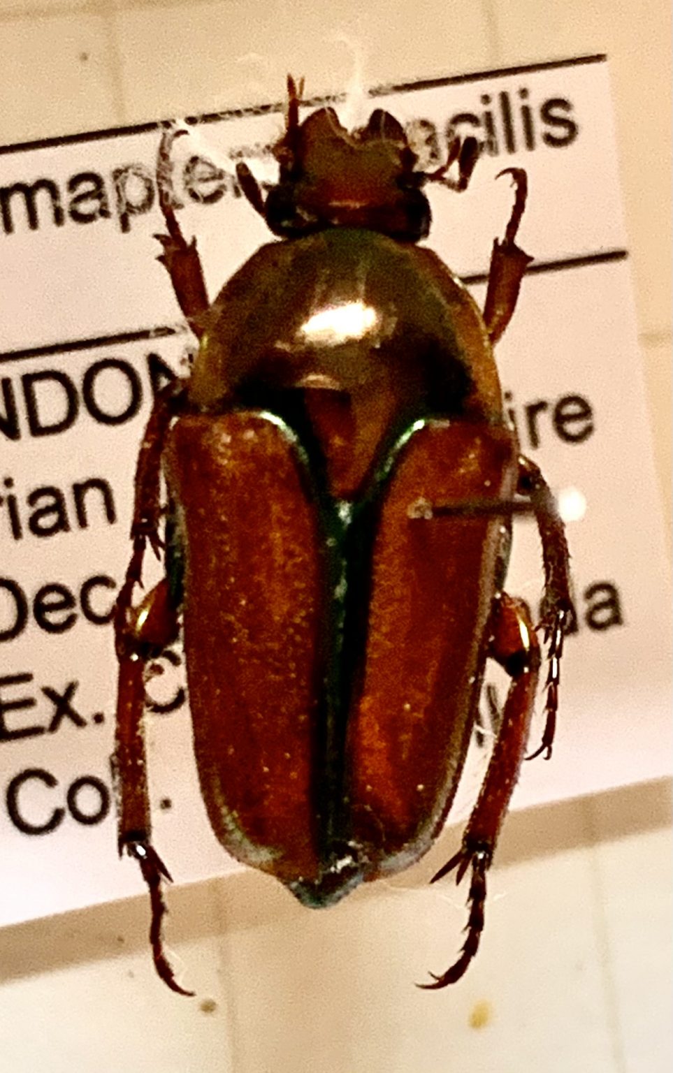 Lomaptera gracilis - Ben's Beetle Breeding Pages